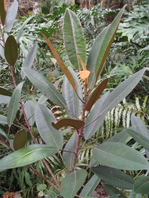 Ficus destruens-Destroyer Fig - TROPICAL LOOKING PLANTS - Other Than Palms - PalmTalk