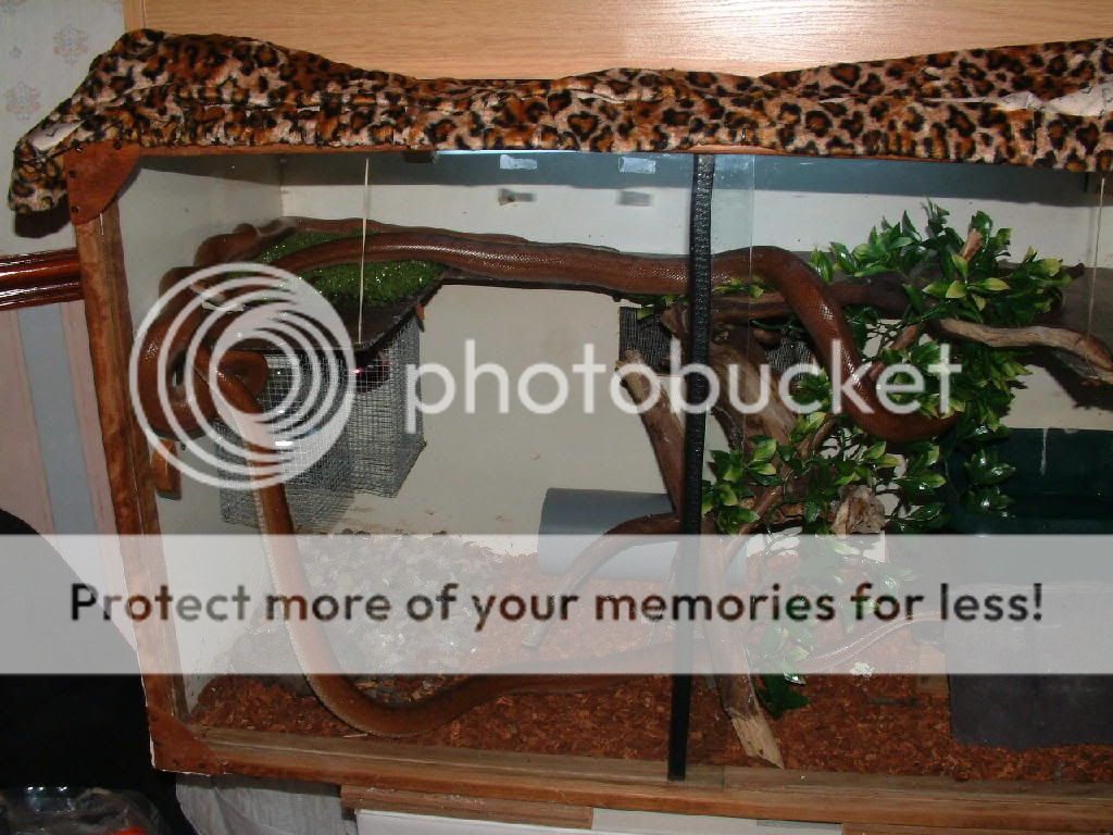 Proven Trio Columbian rainbow boas. (Lancashire) | Reptile Forums