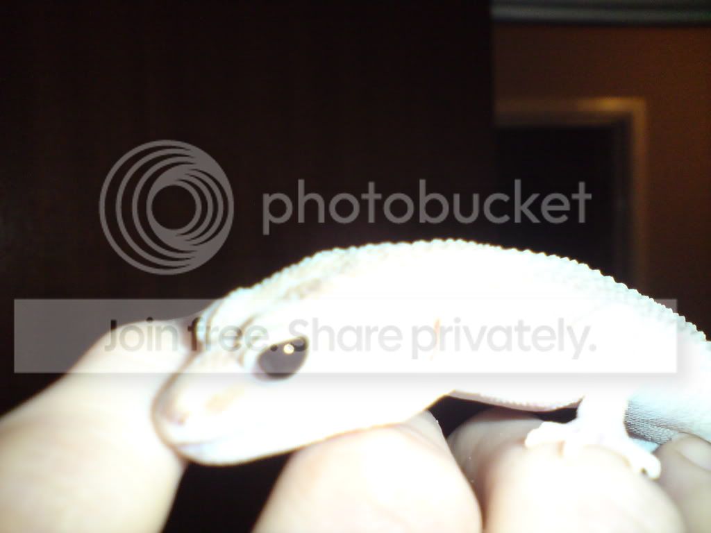 Maybe a red eye leo? | Reptile Forums