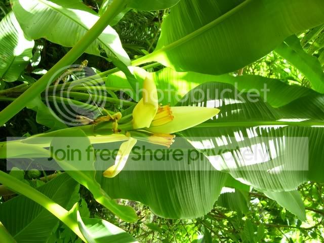 Musa siamensis "Thai Gold" - TROPICAL LOOKING PLANTS - Other Than Palms ...