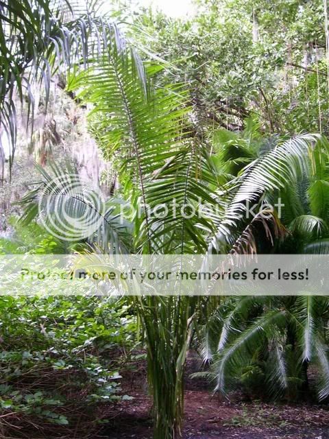 Attalea rostrata - DISCUSSING PALM TREES WORLDWIDE - PalmTalk