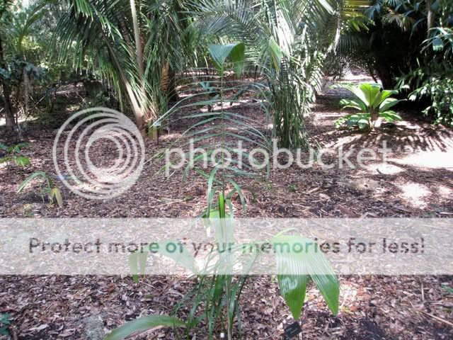 Attalea rostrata - DISCUSSING PALM TREES WORLDWIDE - PalmTalk