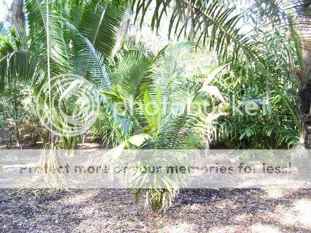 Attalea rostrata - DISCUSSING PALM TREES WORLDWIDE - PalmTalk