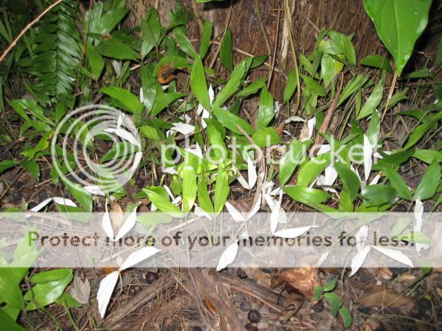 albino Caryota mitis seedlings - DISCUSSING PALM TREES WORLDWIDE - PalmTalk