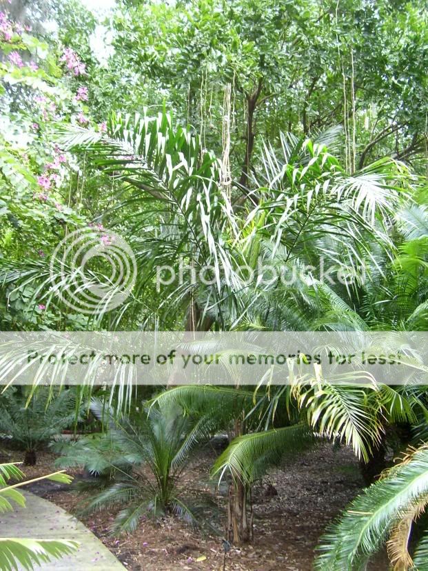 Syagrus Amara - Overtop Palm - DISCUSSING PALM TREES WORLDWIDE - PalmTalk