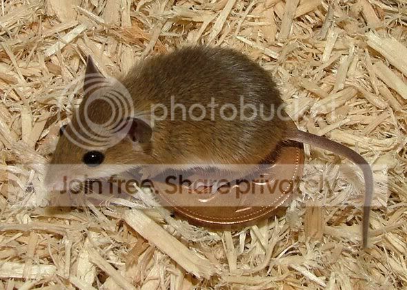 Blue African Pygmy Mice | Reptile Forums