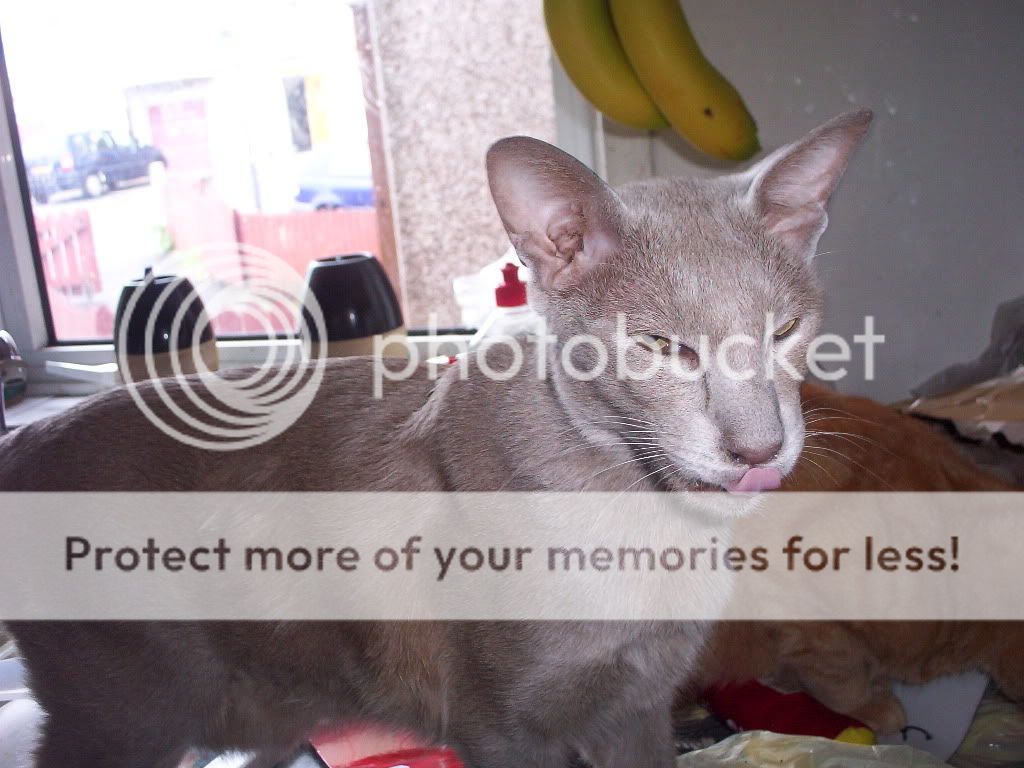 Does anyone have Oriental shorthair cats... | Reptile Forums