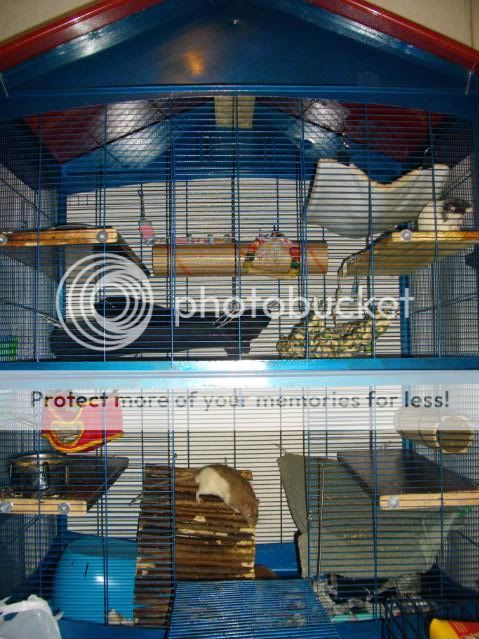 Rat Cages/Set Up Pics | Page 2 | Reptile Forums
